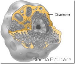 El citoplasma fundamental o hialoplasma - Ciencia Explicada